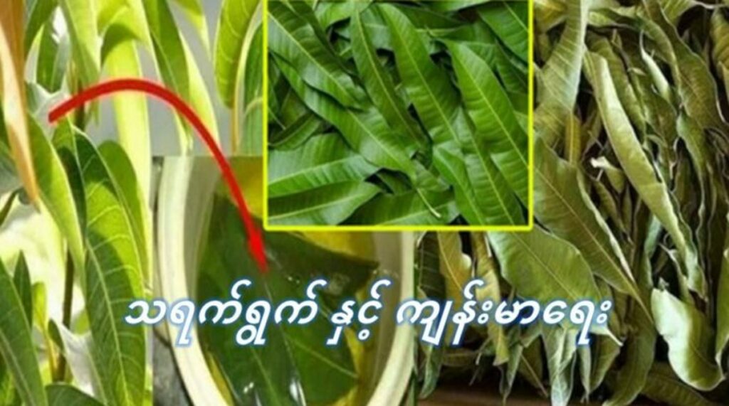 သရက်ရွက်က ဒီလောက်တောင်ဆေးဘက်ဝင်တာ အခုမှသိတယ်